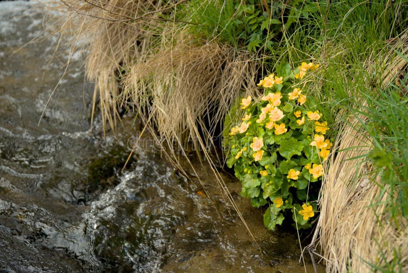 Marsh Marigold at the Edge of a Creek Stock Image - Image of river ...