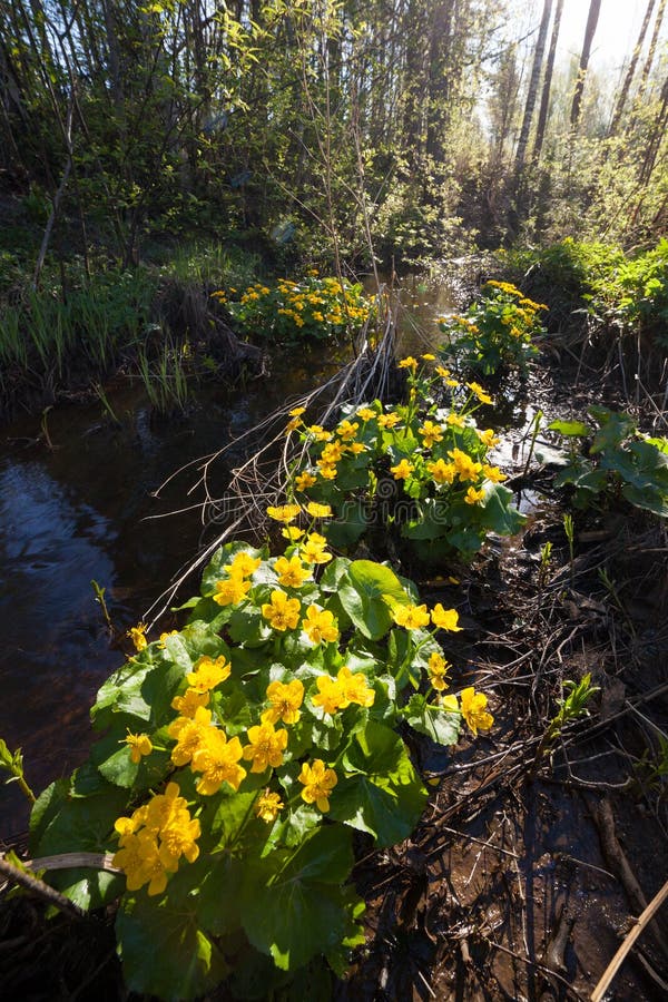 Marsh-marigold Flower in Forest Stock Image - Image of blooming, plant ...
