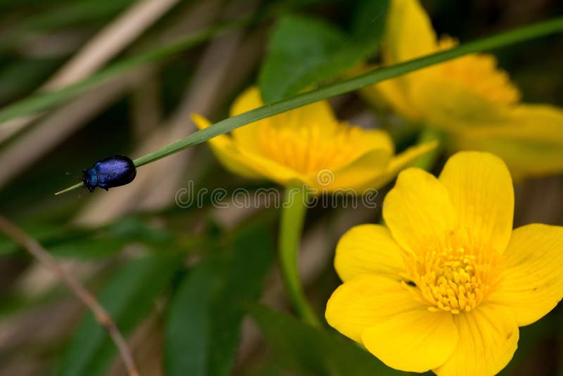 Marsh marigold stock image. Image of flowers, springtime - 53862883