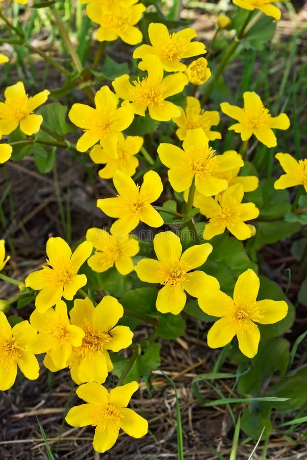 Marsh Marigold flowers stock image. Image of caltha, bright - 83196967
