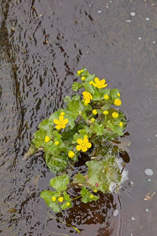 Marsh marigold or kingcup. stock photo. Image of leaves - 372132040