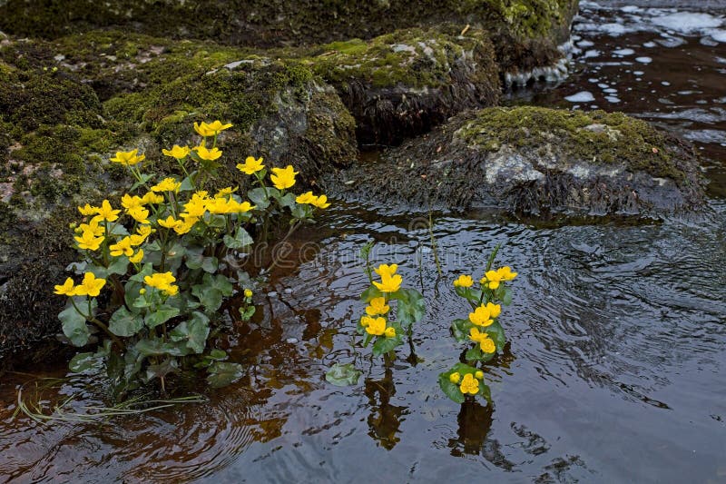 Marsh marigold or kingcup. stock photo. Image of background - 372131538