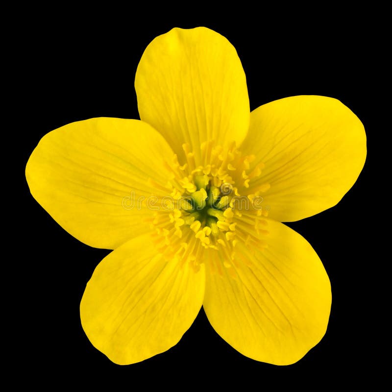 Marsh Marigold Yellow Flower Isolated on Black Stock Photo - Image of ...