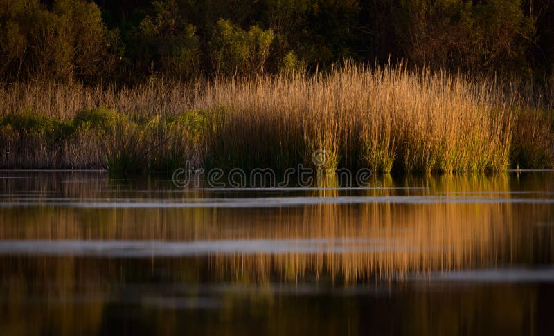 Marsh Morning Light Reflection Stock Image - Image of sunset, sound ...