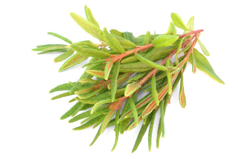 Marsh (Northern) Labrador Tea Stock Photo - Image of labrador, closeup ...