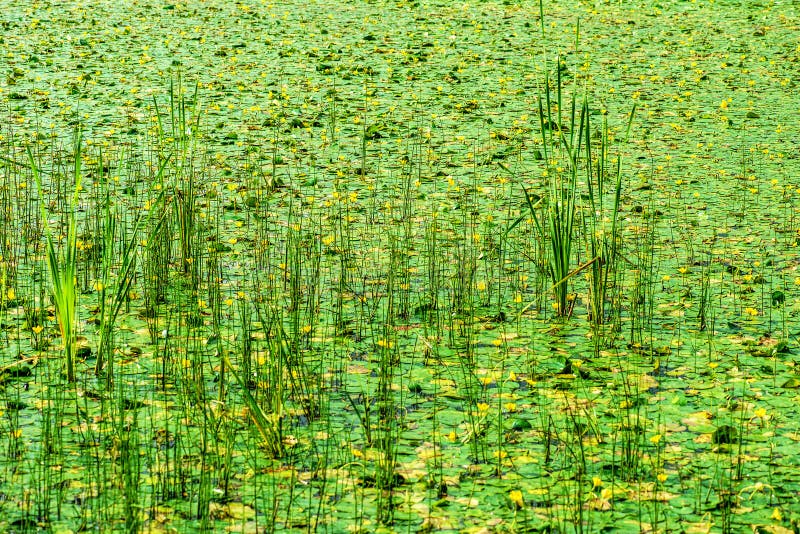 Marsh overgrown with reeds stock image. Image of flora - 41991155