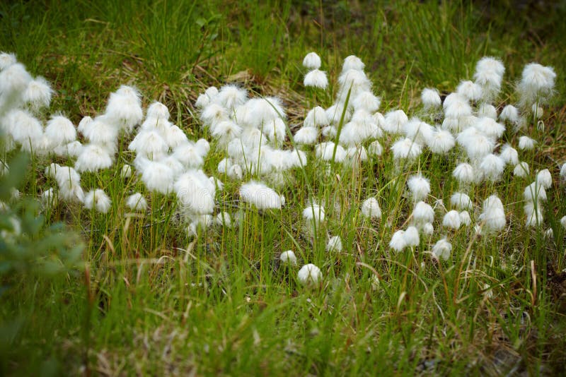 Marsh Plant - Cotton Grass during Fruiting Stock Photo - Image of ...