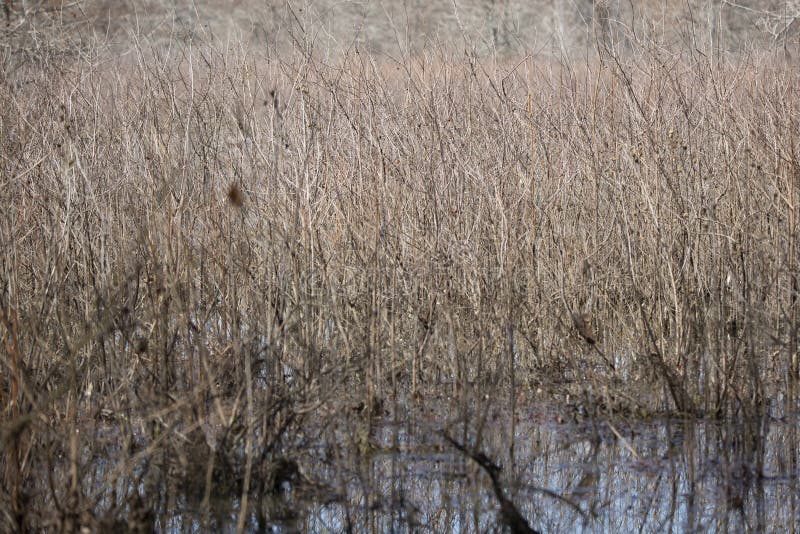 Dry Marsh Plants stock photo. Image of bushes, biology - 207886800