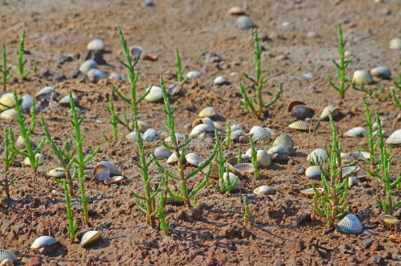 Marsh plants and shells stock image. Image of plants - 19777297