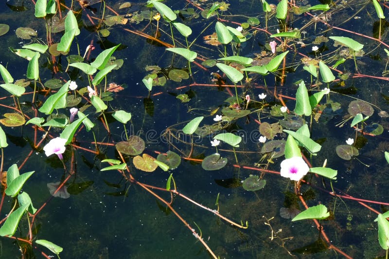 Marsh Plants. Vegetation on the Surface of the Swamp Stock Photo ...