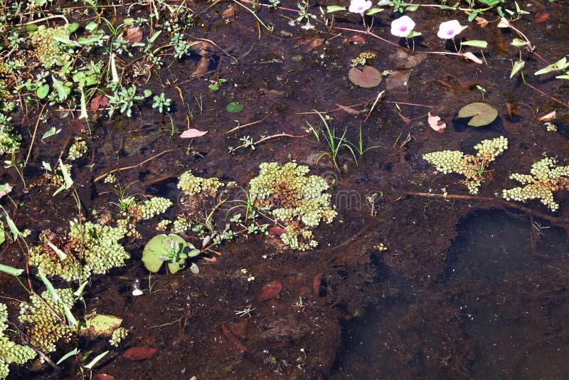 Marsh Plants. Vegetation on the Surface of the Swamp Stock Image ...