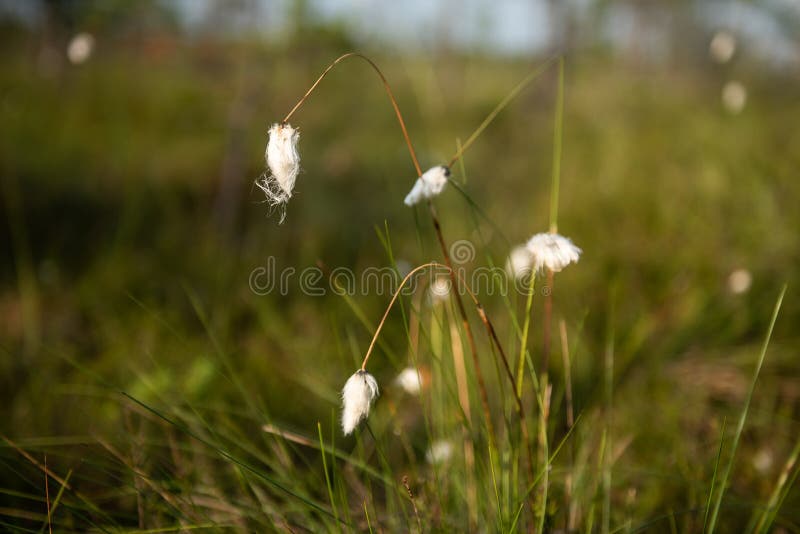 Marsh Plants with White Fluff Stock Image - Image of landscape, flower ...