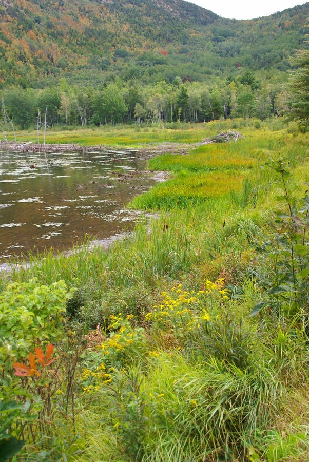 Marsh and pond, early fall stock image. Image of park - 7568385