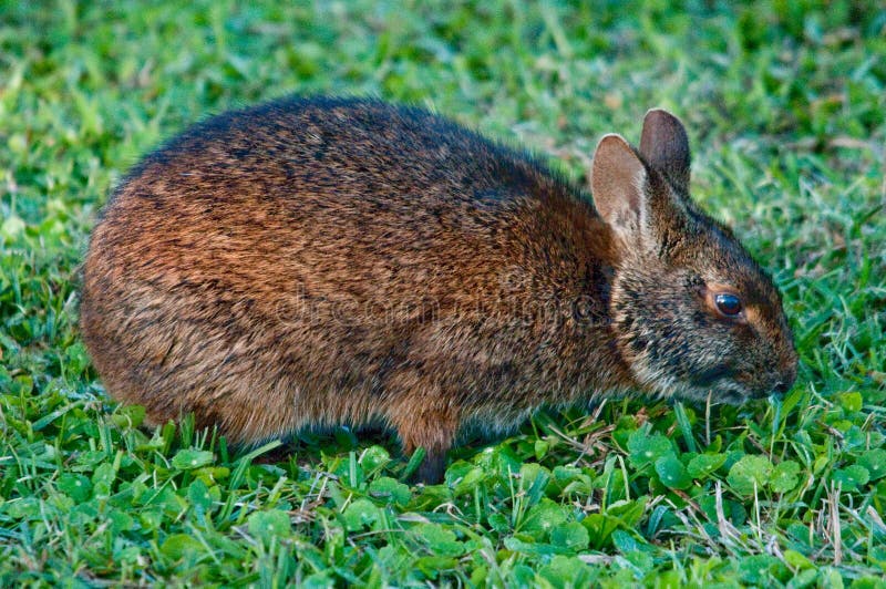 Marsh Rabbit Sylvilagus Palustris on Grass Stock Photo - Image of ...