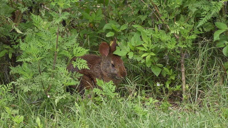 Marsh Rabbit Feeds in Florida Wetlands Stock Footage - Video of ...