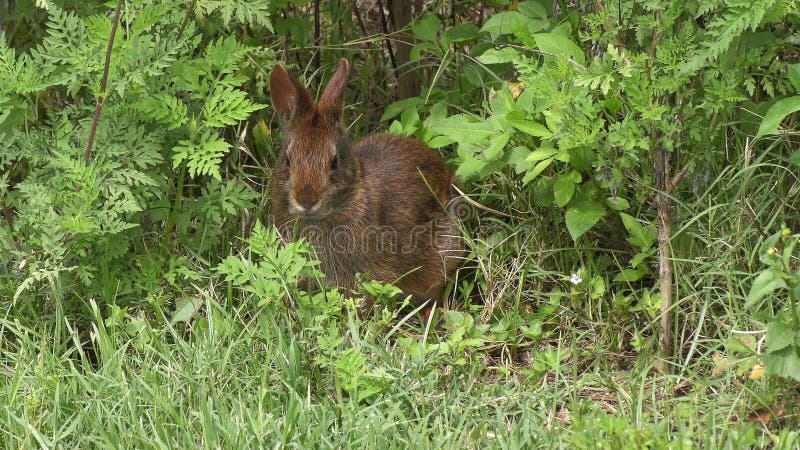 Marsh Rabbit Feeds in Florida Wetlands Stock Footage - Video of ...