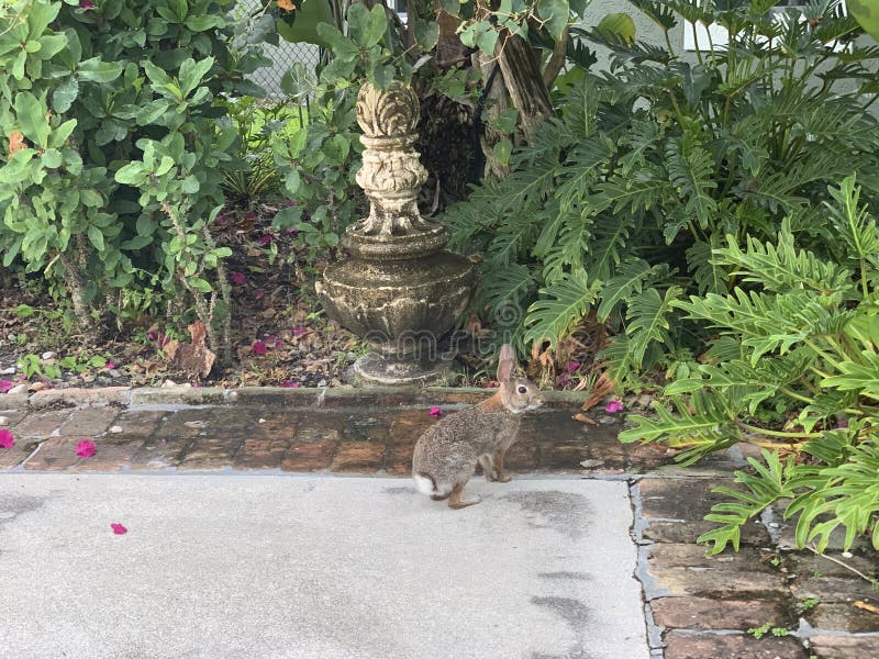 Marsh Rabbit running stock photo. Image of marsh, prey - 161399966