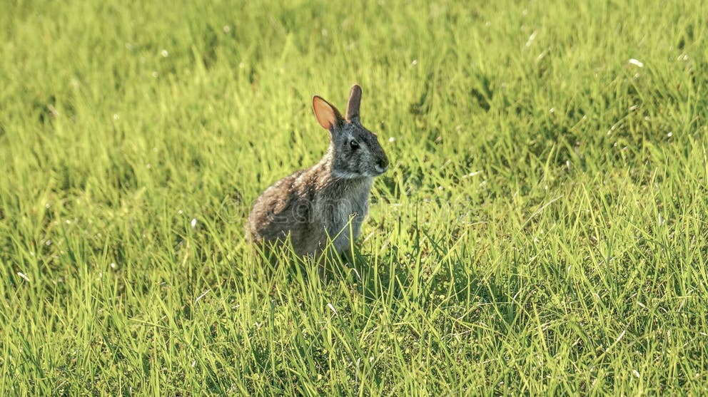 Marsh Rabbit running stock photo. Image of park, bunny - 231608022