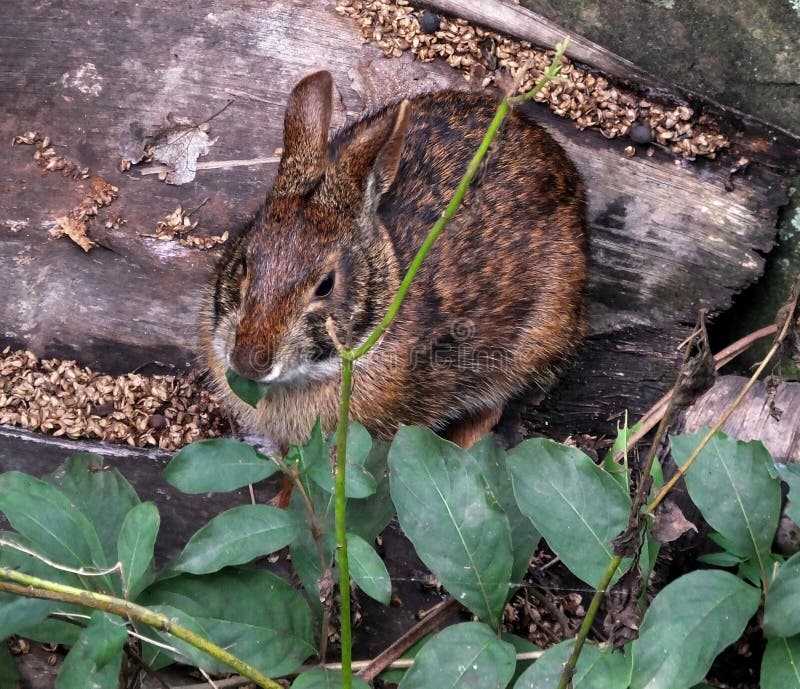 Marsh Rabbit (Sylvilagus Palustris) Stock Image - Image of swimmer ...