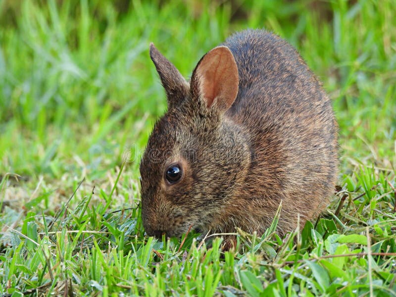 Marsh Rabbit or Sylvilagus Palustris Stock Photo - Image of wildlife ...