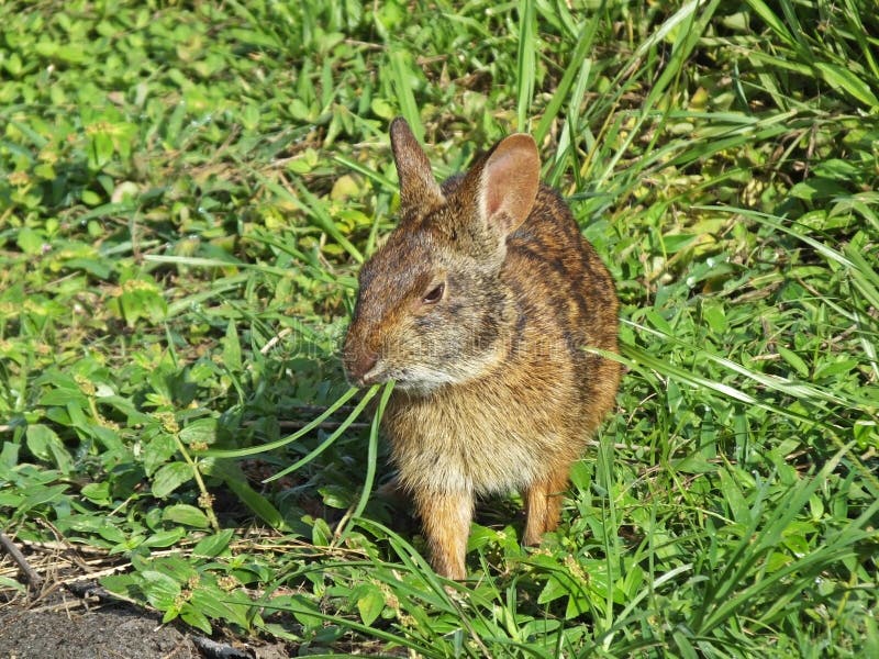 Marsh Rabbit or Sylvilagus Palustris Stock Image - Image of animal ...