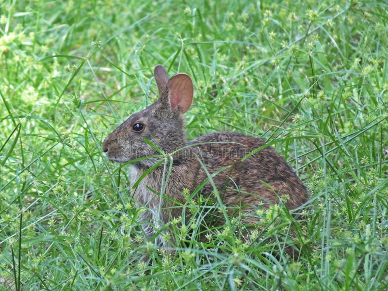 Marsh Rabbit or Sylvilagus Palustris Stock Photo - Image of sylvilagus ...