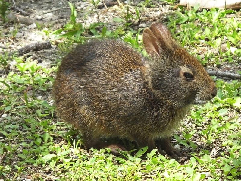 Marsh Rabbit or Sylvilagus Palustris Stock Photo - Image of rabbit ...