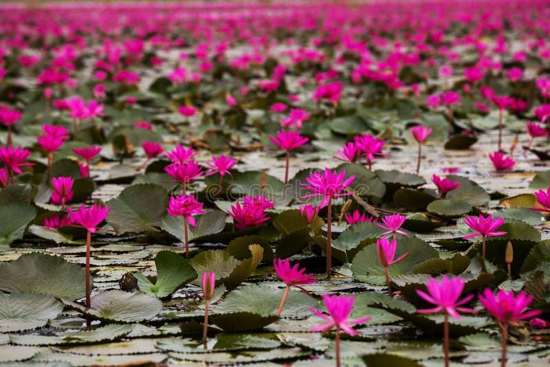 Marsh Red Lotus Sea of Red Lotus Thailand Stock Photo - Image of ...
