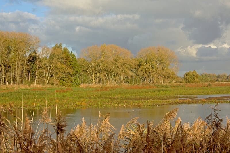 Marsh with Reed, and Trees in Sunlgiht but with Dark Clouds Above Stock ...