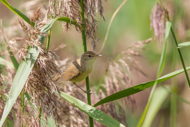 Marsh Reed-warbler stock photo. Image of sweet, reeds - 41000210