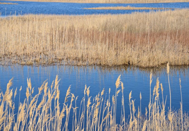 Marsh stock photo. Image of flora, reed, outdoor, nature - 54416278
