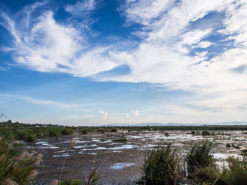 Marsh with reeds stock image. Image of idyllic, clear - 40604289