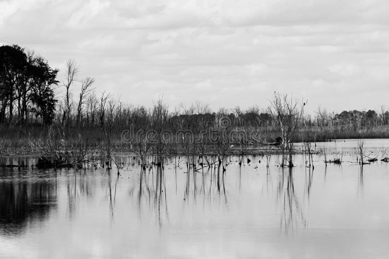 Marsh Reflections stock photo. Image of reeds, calm, marsh - 44943600