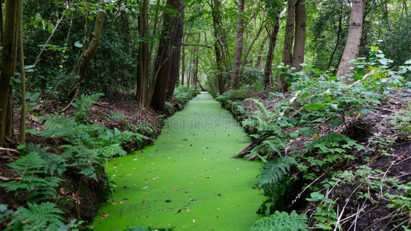 Marsh River in a Tropical Forest Stock Photo - Image of beautiful ...