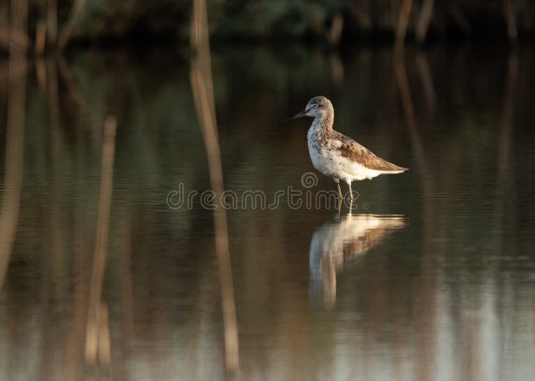 Marsh Sandpiper and Dramatic Reflection on Water at Asker Marsh ...