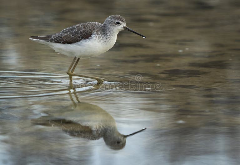 Marsh Sandpiper and Its Reflection on Water at Asker Marsh Stock Photo ...