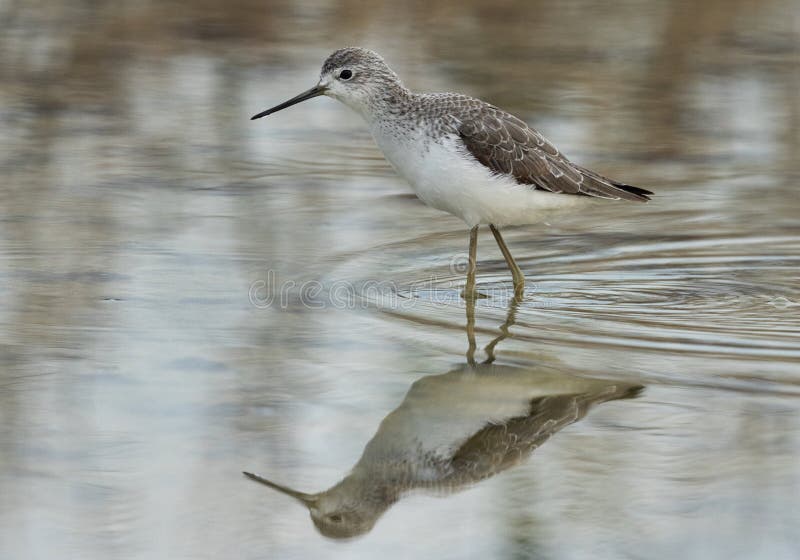 Marsh Sandpiper and Its Reflection on Water at Asker Marsh Stock Image ...