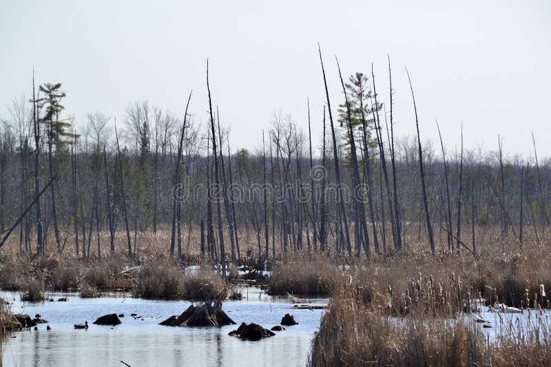 Marsh Scenery Along Copeland Forest with Belted Kingfisher (Megaceryle ...
