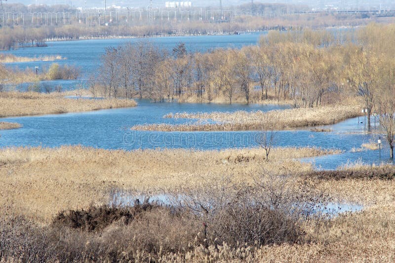 Marsh scenery stock image. Image of landscape, glade - 35586923