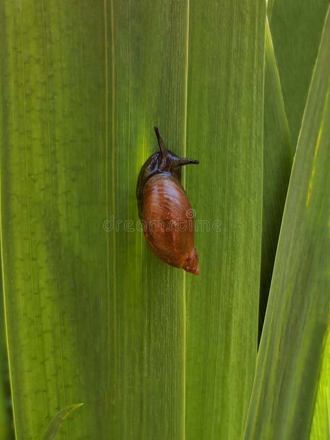 Marsh Snail on Big Green Leaves Stock Image - Image of nature, insect ...