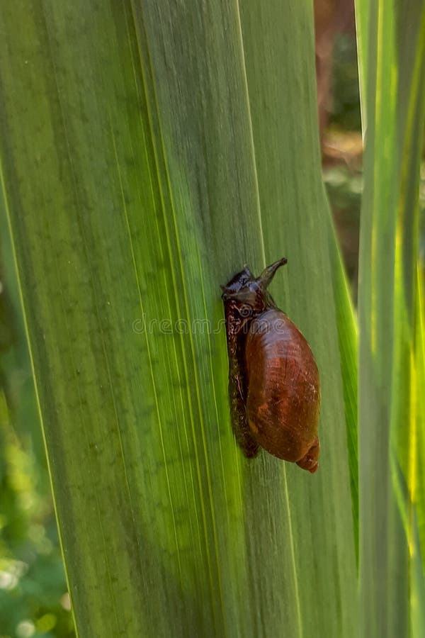 Marsh Snail En Una Hoja Verde Grande Imagen de archivo - Imagen de ...