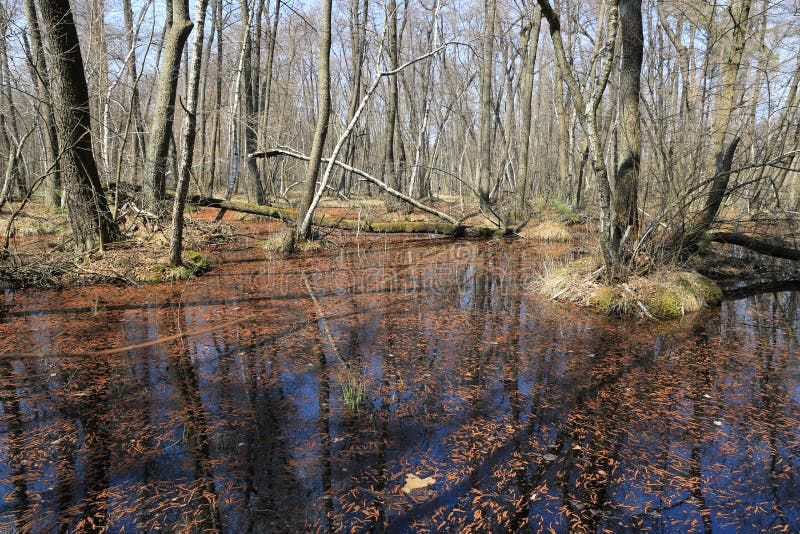 Marsh in Spring Deep Forest Stock Image - Image of mire, plant: 144288173