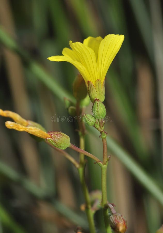 Wildflower Del Mosto Di Malto Di St Johns, Iperico Della Pianta ...