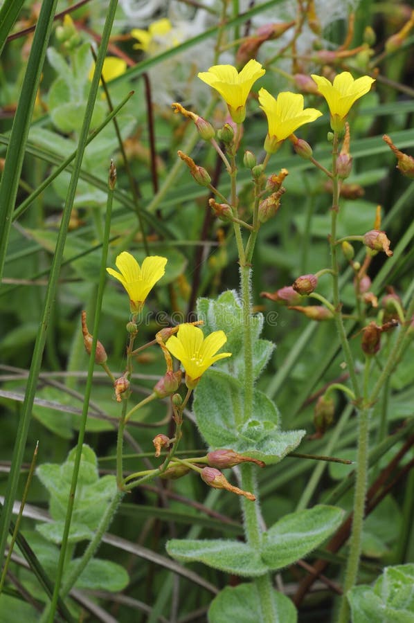 Marsh St John s-wort stock photo. Image of wildflower - 33498448