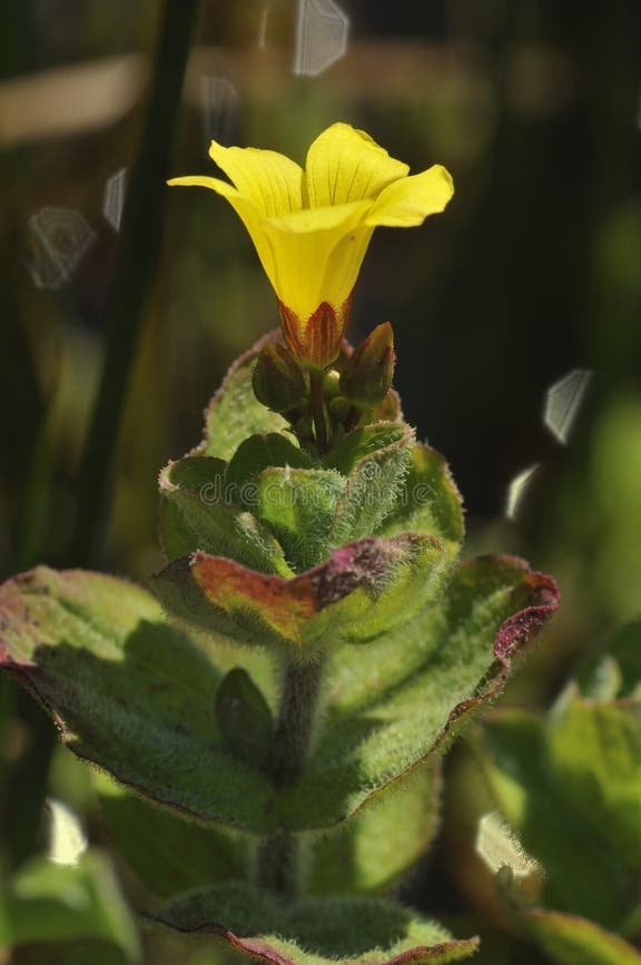Marsh St John`s-wort stock image. Image of wetland, flower - 82676705