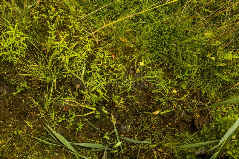 Marsh Surface with Grass and Plants Stock Photo - Image of forest ...