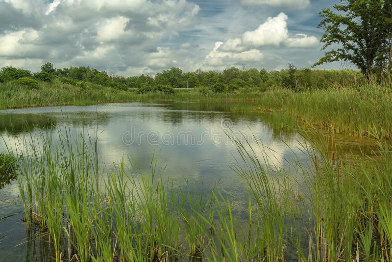 Marsh stock image. Image of coastal, summer, reflection - 118915183