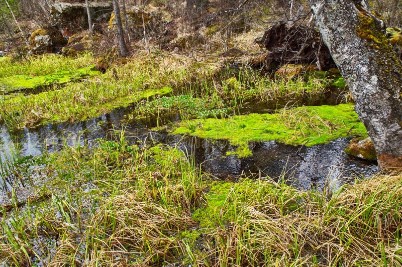 Marsh in Taiga - Wild Siberian Forest Stock Image - Image of green ...
