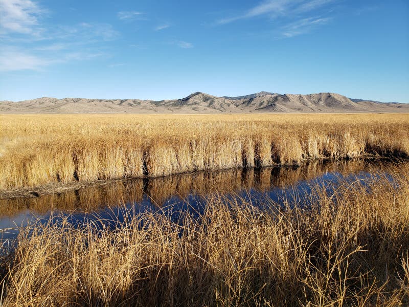 Marsh with Tall Grass in Ruby Lake National Wildlife Refuge. Stock ...