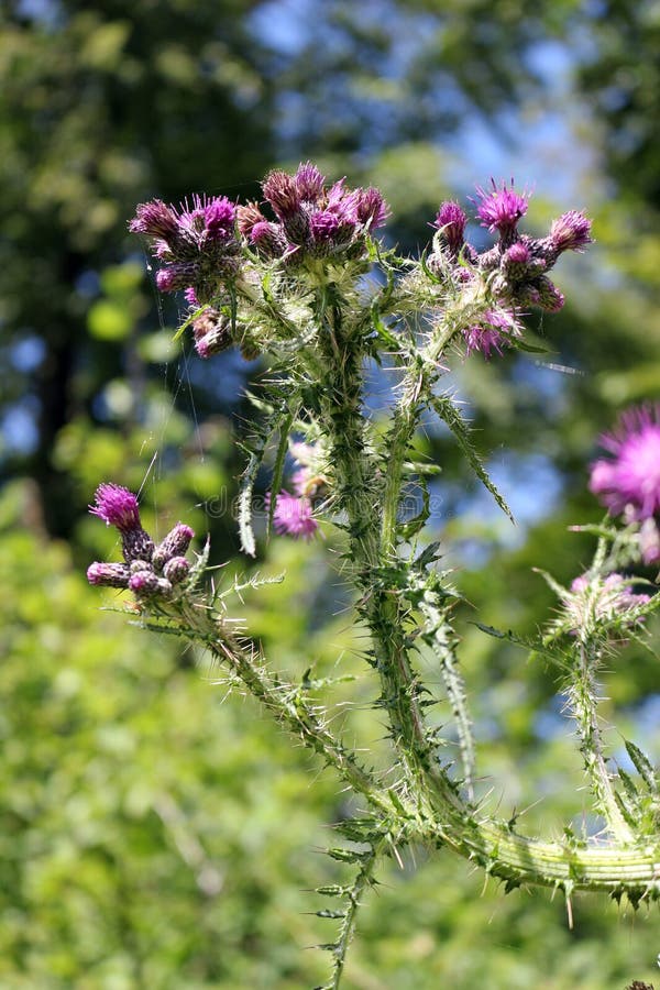 Marsh Thistle or European Swamp Thistle Stock Image - Image of kingdom ...